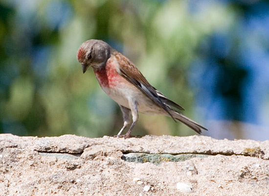 Коноплянка (Linaria cannabina)