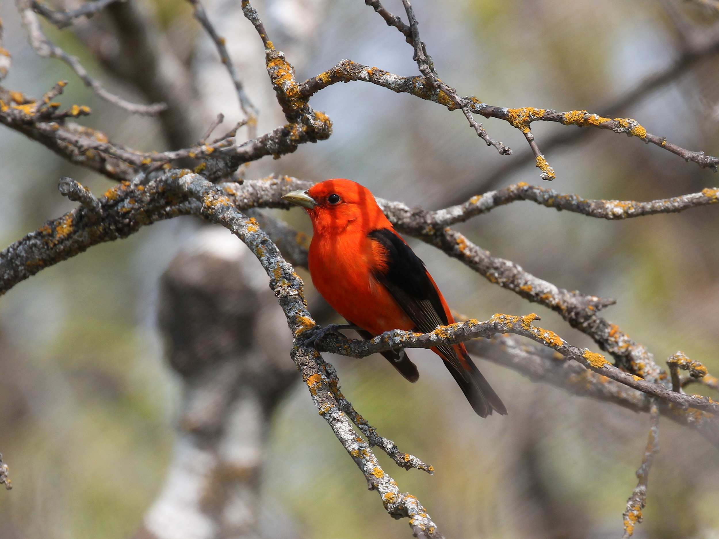 Scarlet Tanager