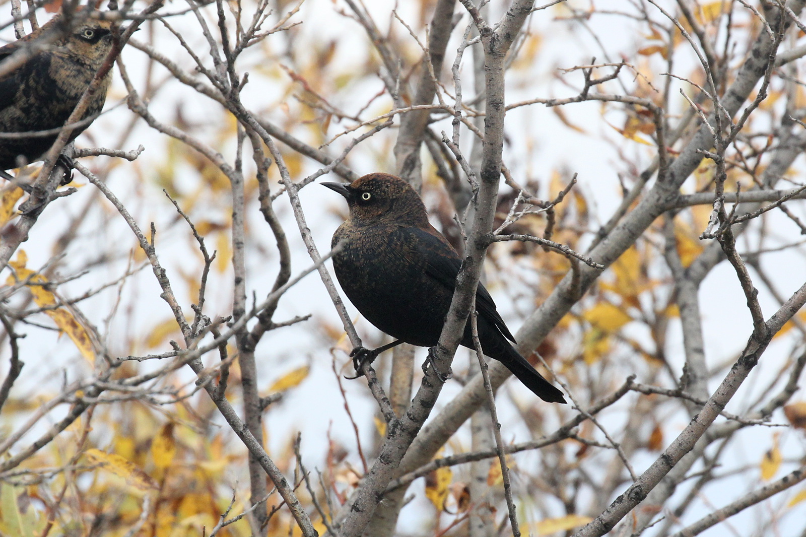 Rusty Blackbird